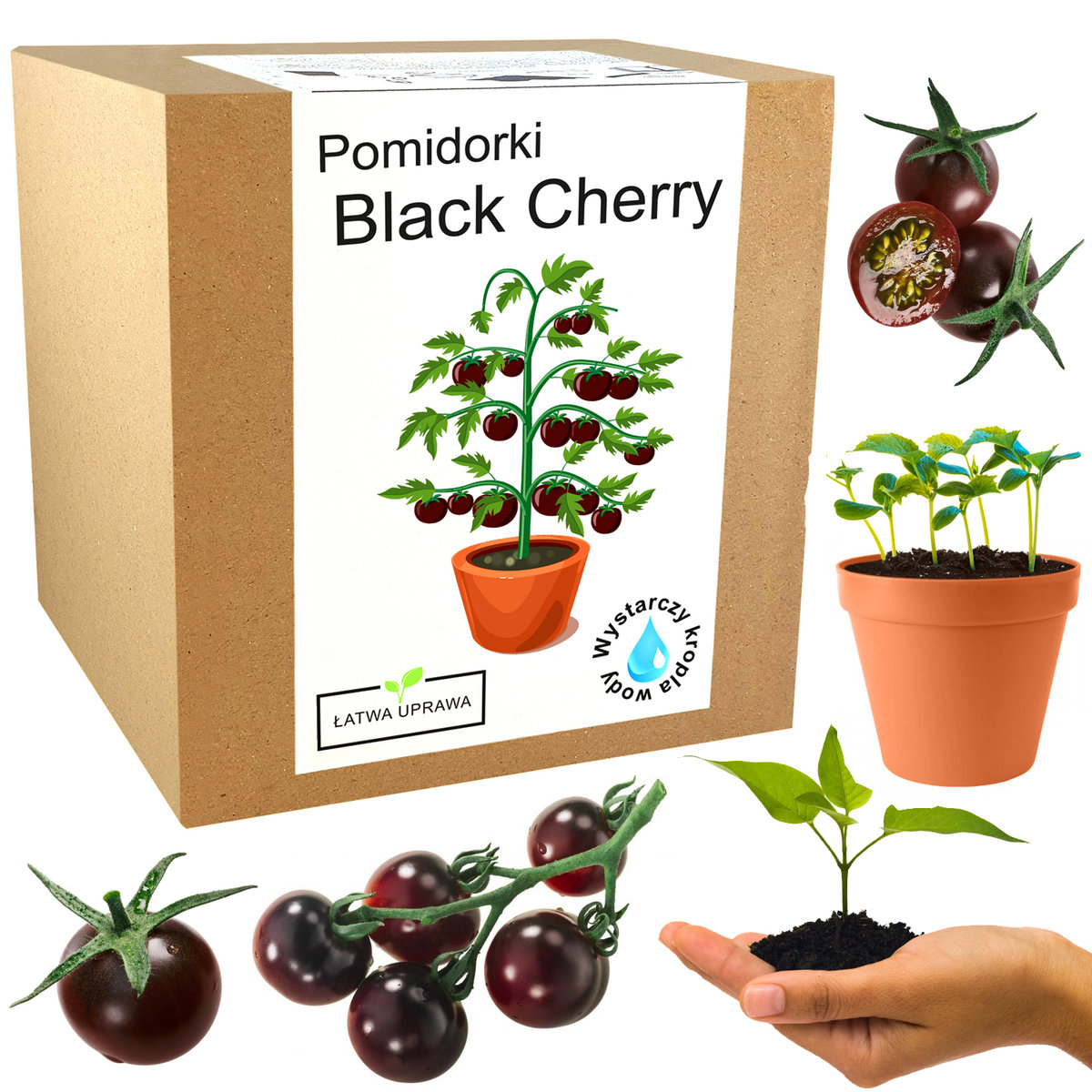 Zestaw Do Uprawy Pomidor Koktajlowy Black Cherry - Latwauprawa | Sklep EMPIK.COM