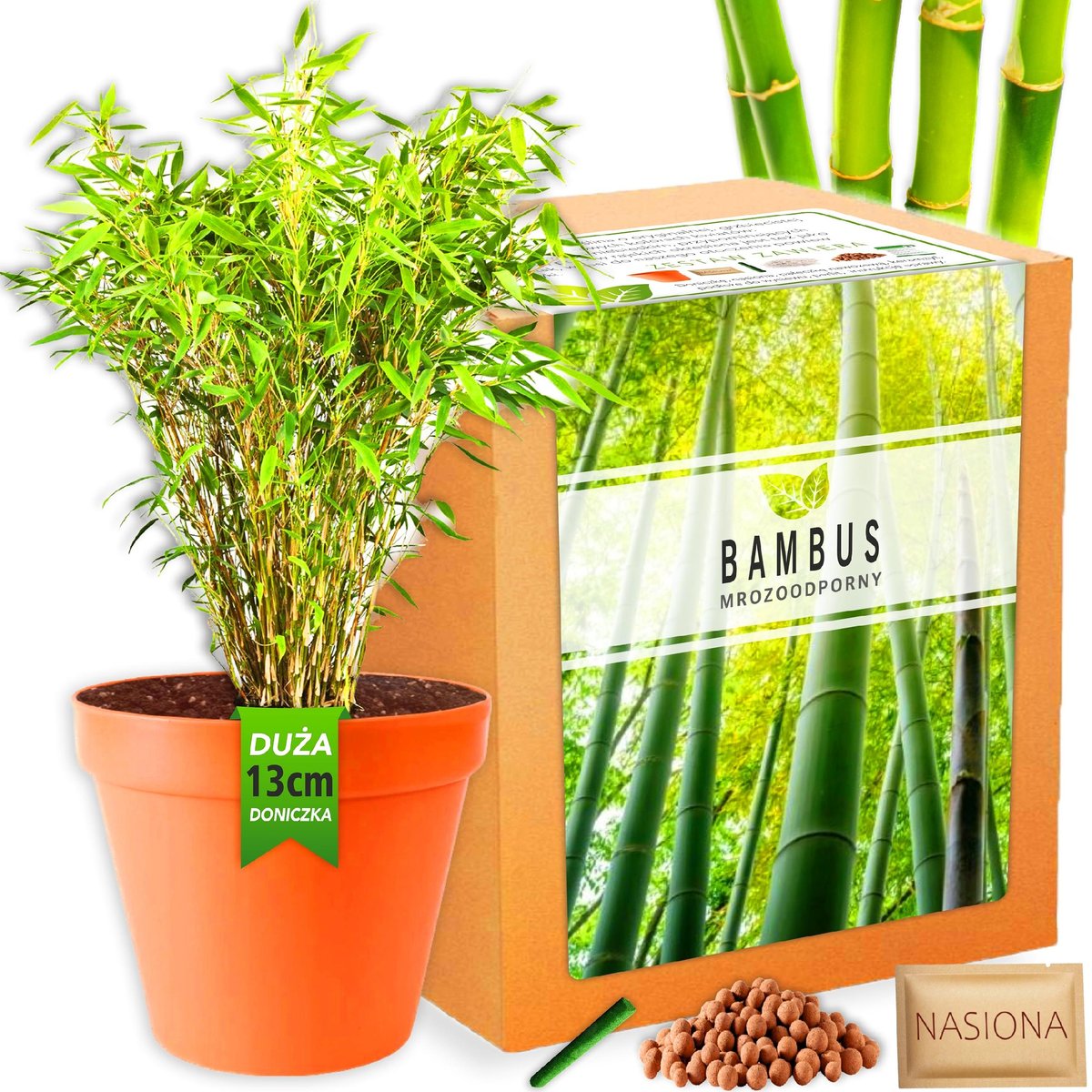 Zestaw do uprawy roślin Bambus Mrozoodporny nasiona -20*C - Palm-Tree ...