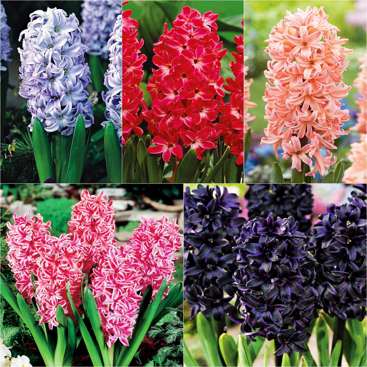 Zestaw Hiacynt Dwukolorowy 5 odmian 11 szt - Inna marka | Sklep EMPIK.COM