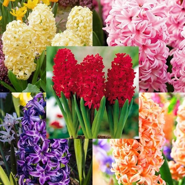 Zestaw Hyacinth Hiacynt 15 szt. - Inna marka | Sklep EMPIK.COM
