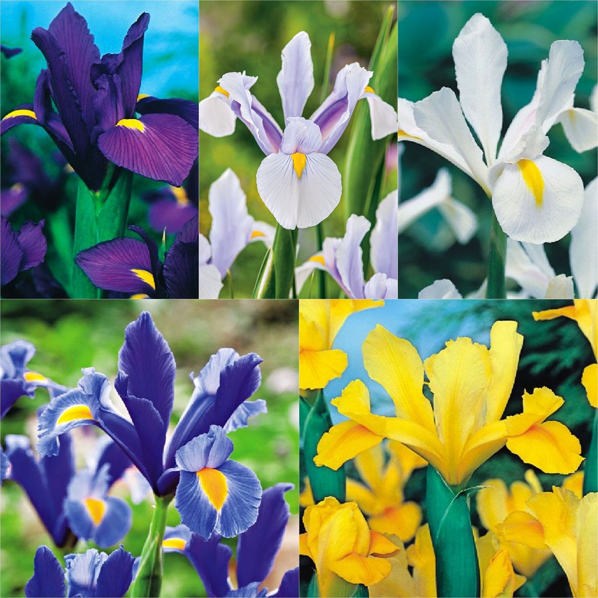 Zestaw Irys Holenderski 5 odmian 50 szt - BENEX | Sklep EMPIK.COM