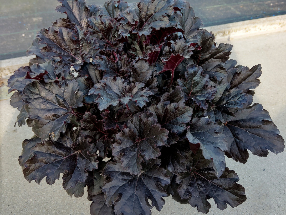 Żurawka TIMELESS NIGHT sadzonka P9 ciemnobordowe liście - Szkółka Drzew ...