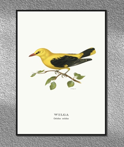 Plakat Wilga, grafika ze starego Atlasu Ptaków 21x30 (A4) / DodoPrint ...