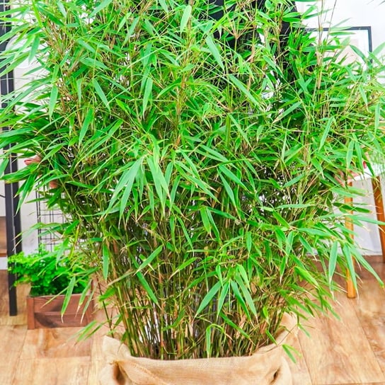 Nasiona Bambus Mrozoodporny Phyllostachys Bambusa - Latwauprawa | Sklep ...