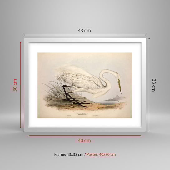 Obraz - Plakat - Pani na szuwarach - 40x30cm - Ptak Biała Czapla Sztuka ...