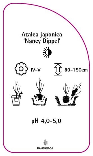 Azalea japonica 'Nancy Dippel' (mini) etykieta - Euroflora | Sklep ...