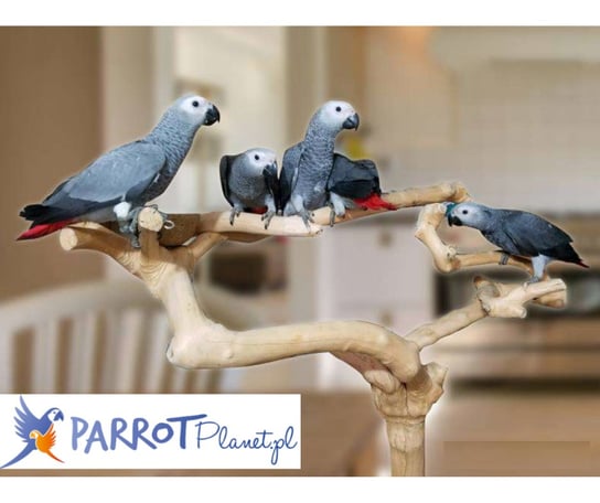 Drzewo JAVA Wysokie (BL) - rozmiar XL - wymiary drzewka ok.150x100x60 ...