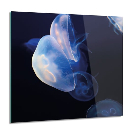 ArtprintCave, Meduza woda ocean do łazienki obraz szklany, 60x60 cm ...