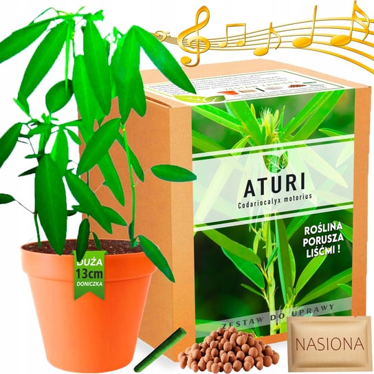 ATURI Tańczący kwiat Zestaw do uprawy PORUSZA LIŚĆMI Codoriocalyx ...