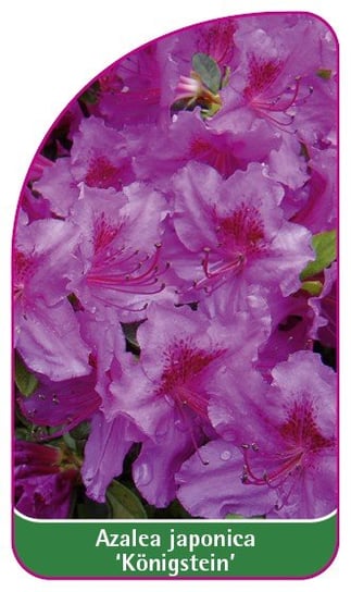 Azalea japonica 'Konigstein' - A etykieta - Euroflora | Sklep EMPIK.COM