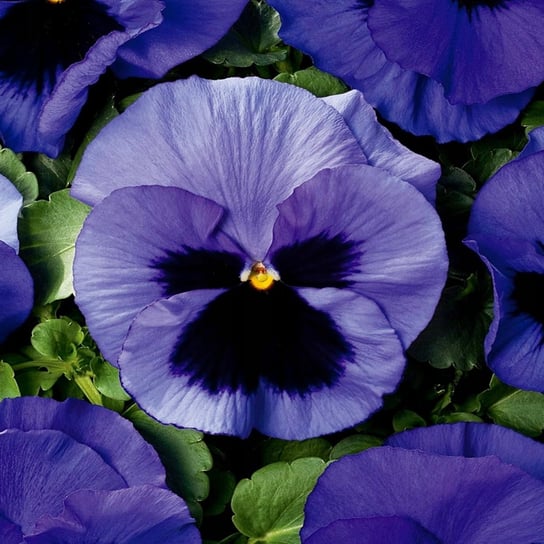 Bratek Wielkokwiatowy niebieski z plamą (Viola X Wittrockiana) 150 ...
