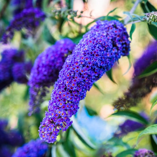 Budleja Dawida 'Empire Blue' Niebieska (Buddleja davidii) Doniczka 2.0L ...