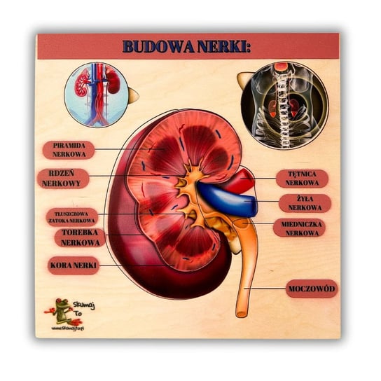 Budowa nerki, anatomia nerki, nerka, drewniana układanka - Inna marka ...