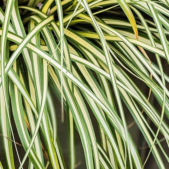 Carex Turzyca oszimska Moonlight 1 szt. doniczka P11 - Królik | Sklep ...