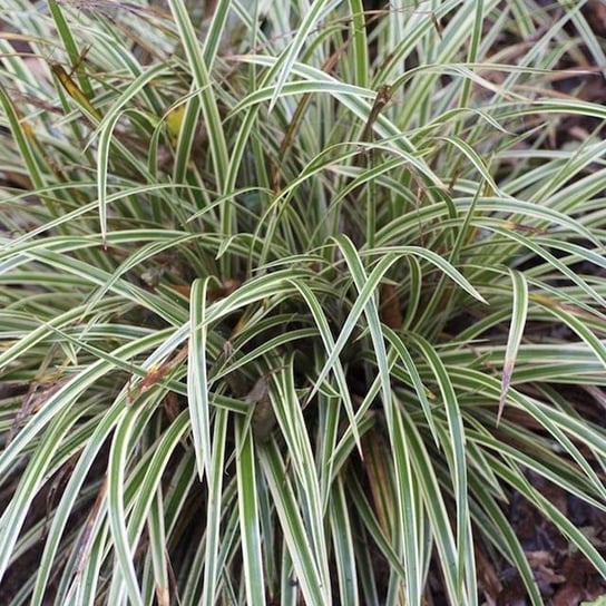 Carex Turzyca trawa morrowii Variegata 1 szt. doniczka P9 - Królik ...