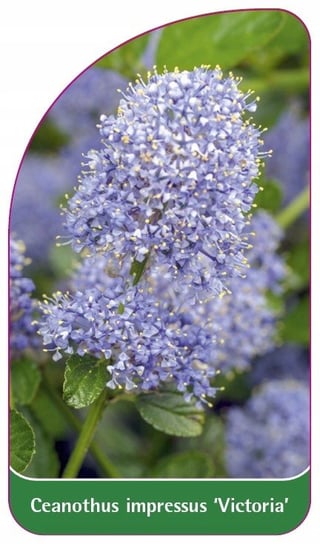 Ceanothus impressus 'Victoria' etykiety szkółka - Euroflora | Sklep ...