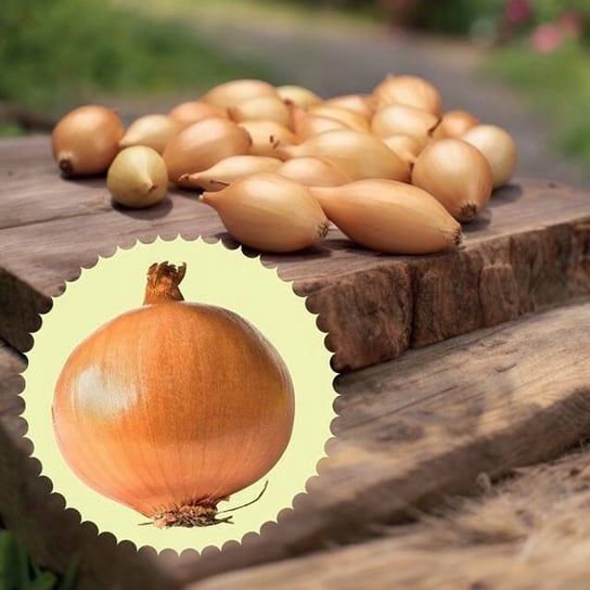 Cebula dymka zimująca żółta Shakespeare 10 kg - Inna marka | Sklep ...