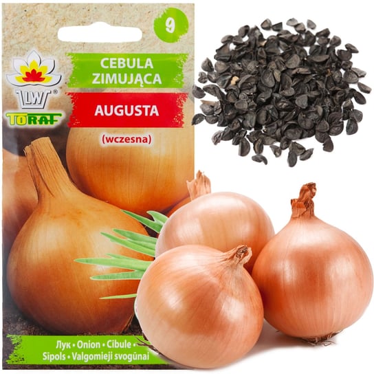 CEBULA ZIMUJĄCA OZIMA AUGUSTA NASIONA CEBULI 2G WCZESNA ODMIANA LEKKO ...