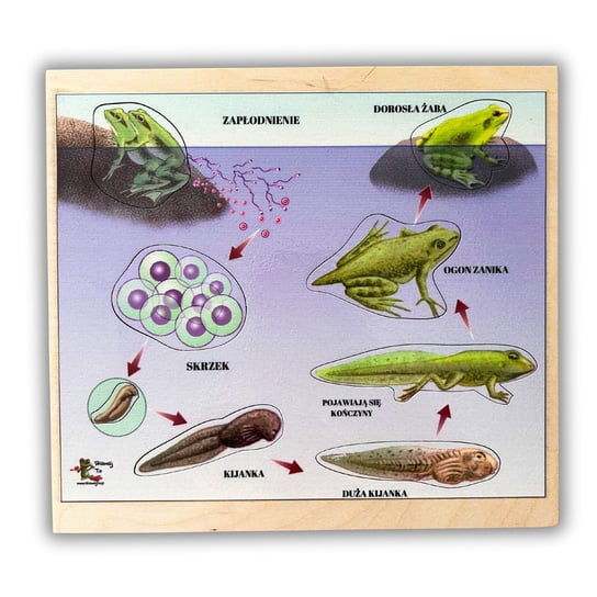 Cykl rozwoju żaby drewniana układanka, cykl życiowy żaby - Inna marka ...