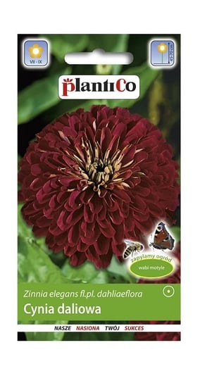 Cynia wytworna daliowa Burgund 1 g Plantico - PlantiCo | Sklep EMPIK.COM