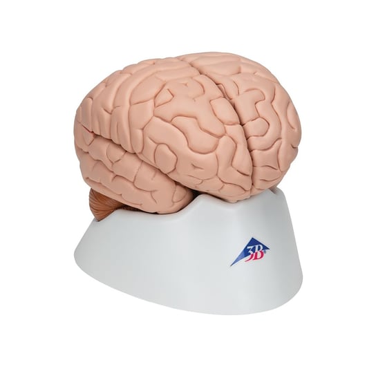 3B Scientific Anatomia człowieka - model mózgu, 8-częściowy + darmowe ...