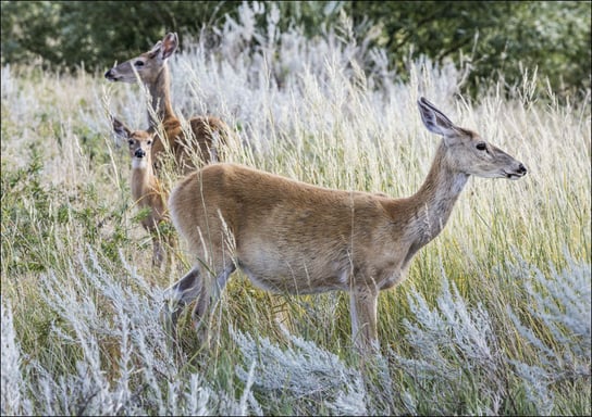 Deer in the tall grass below Devil’s Tower National Monument in Crook ...