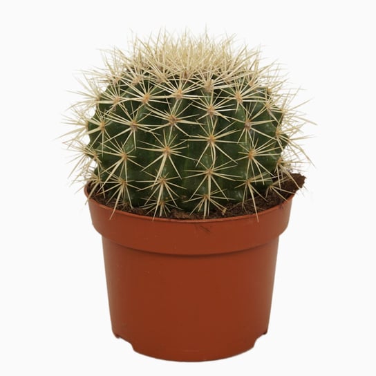 Echinocactus grusonii | Doniczka Ø 13 cm | Wysokość ok. 15 cm - Inna ...