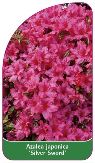 Etykieta szkółkarska Azalea japonica 'Silver Sword' (standard ...