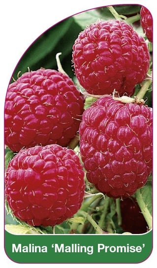 Etykieta szkółkarska Malina 'Malling Promise' - Euroflora | Sklep EMPIK.COM
