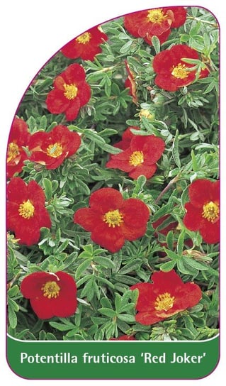 Etykieta szkółkarska Potentilla fruticosa 'Red Joker' - Euroflora ...
