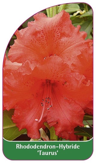 Etykieta szkółkarska Rhododendron 'Taurus' - Euroflora | Sklep EMPIK.COM