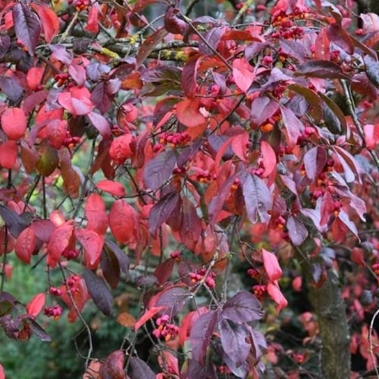 Euonymus Trzmielina 'Red Cascade' 1 szt. doniczka P9 - Królik | Sklep ...