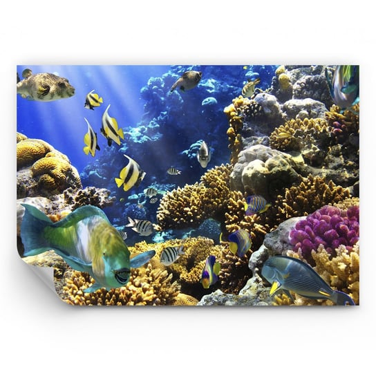 FOTOTAPETA Rafa Koralowa, Ocean, Ryby TAPETA NA ŚCIANĘ DO SYPIALNI ...