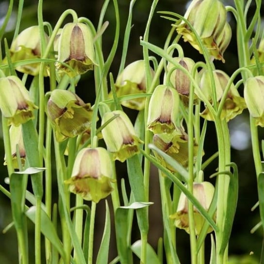 Fritillaria Szachownica Acmopetala 3 szt. cebulki cebule kwiaty - Inna ...