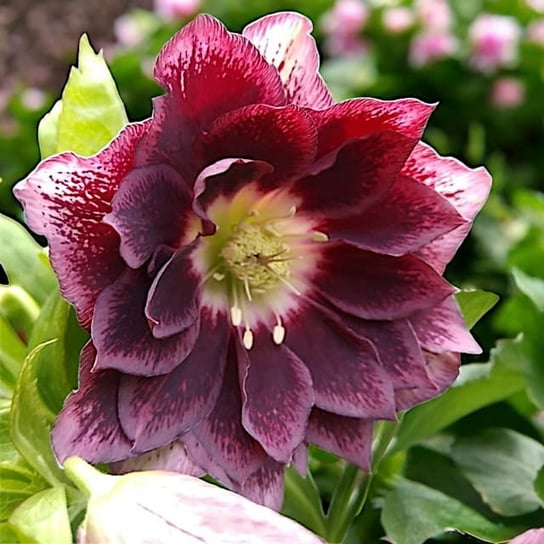 Helleborus Ciemiernik Double Ellen Red 1 szt. sadzonka sadzonki ...