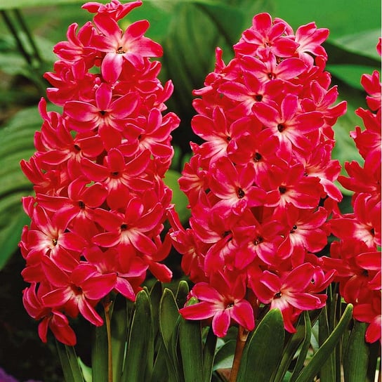 Hiacynt Red Glory 3 szt cebulki hiacynty cebule - BENEX | Sklep EMPIK.COM
