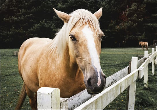 Horse in Orick, California., Carol Highsmith - plakat 59,4x42 cm ...