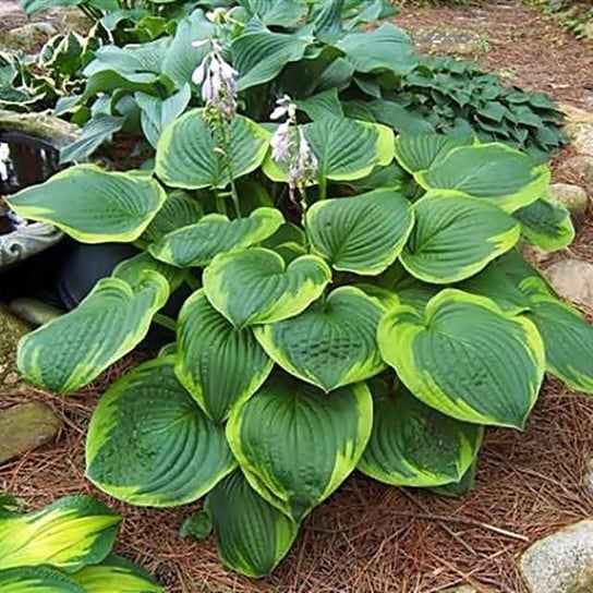 Hosta Funkia Abiqua Moonbeam 1 szt. sadzonka sadzonki - Królik | Sklep ...