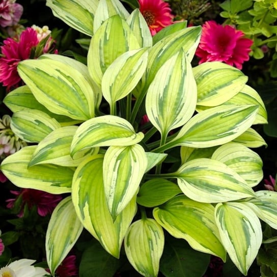 Hosta Funkia Captain's Adventure 1 szt. sadzonka sadzonki - Królik ...