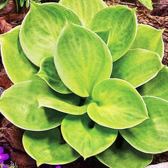 Hosta Funkia Monster Ears - Mysie Uszka 1 szt. sadzonka sadzonki ...