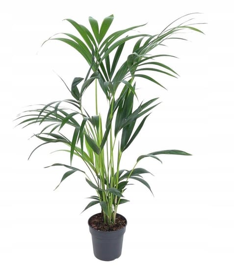 Howea Forsteriana(kentia) XXL Ø 19cm wysokość 100cm - Fresh Plants ...