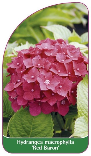 Hydrangea macrophylla 'Red Baron' etykieta szkółkarska - Euroflora | Sklep EMPIK.COM