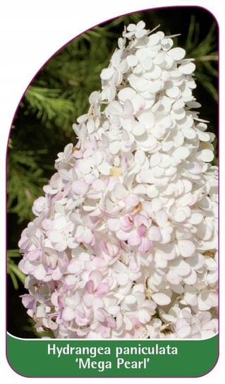 Hydrangea paniculata 'Mega Pearl' etykiety - Euroflora | Sklep EMPIK.COM