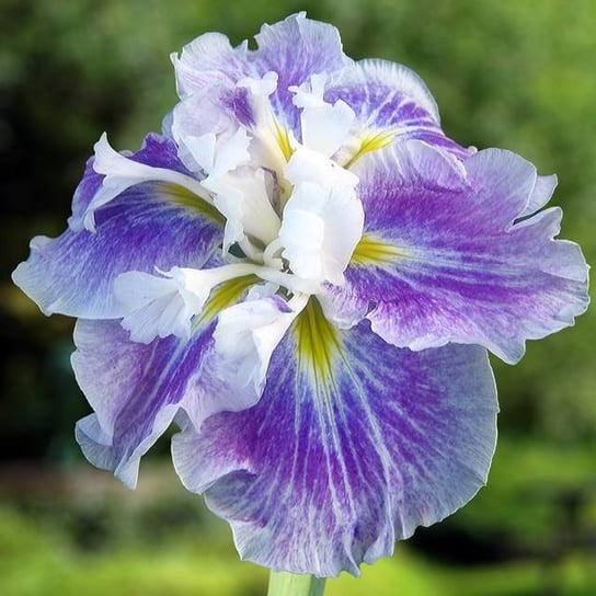 Irys ensata japoński Angel Mountain 1 szt. sadzonka sadzonki - Królik ...