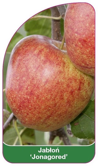 Jabłoń 'Jonagored' etykieta szkółkarska - Euroflora | Sklep EMPIK.COM