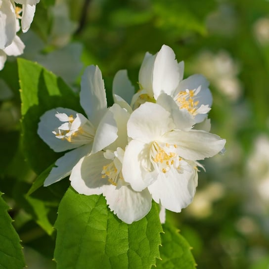 Jasminowiec wonny 'Rosamunde' (Philadelphus coronarius) Doniczka 2.0L ...