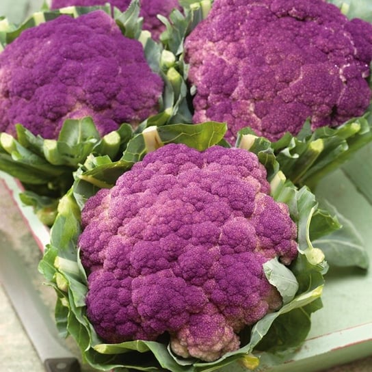 Kalafior Di Sicilia Violetto - Fioletowy - Nasiona - Premium Seeds ...
