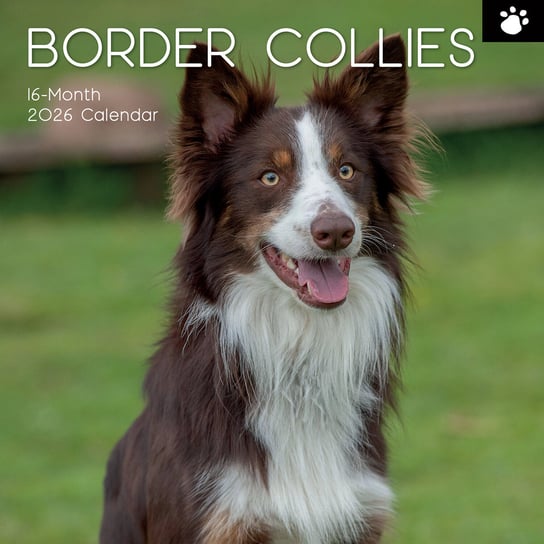 KALENDARZ ścienny 2026 BORDER COLLIES - Inna marka | Sklep EMPIK.COM
