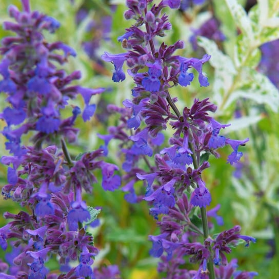 Kocimiętka 'Walker's Low' Na taras balkon rabatę (Nepeta x faassenii) 2 ...
