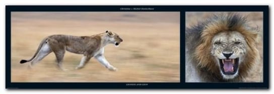 Lioness And Lion plakat obraz 95x33cm - Wizard+Genius | Sklep EMPIK.COM